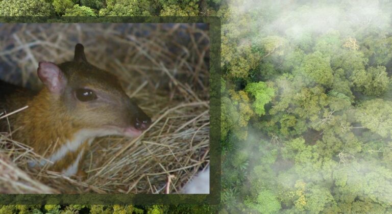 Mouse Deer: Are They Going Extinct? Explained